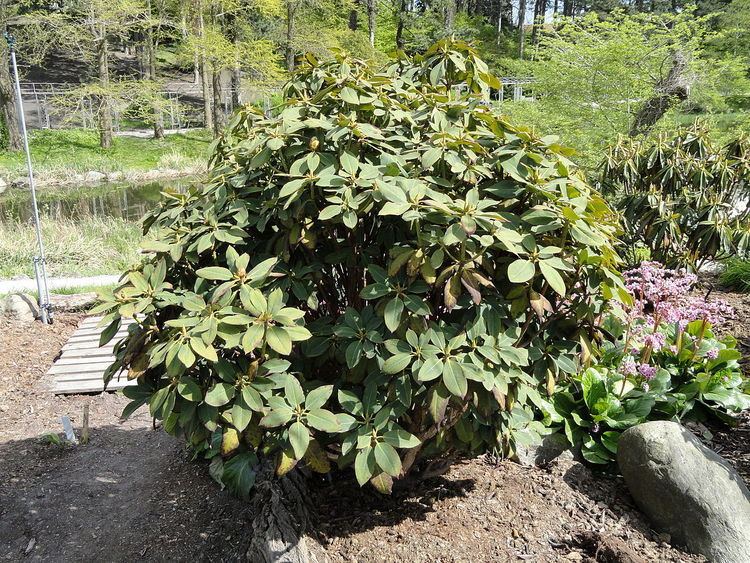 Rhododendron sikangense - Alchetron, the free social encyclopedia Rhododendron sikangense - Alchetron, the free social encyclopedia