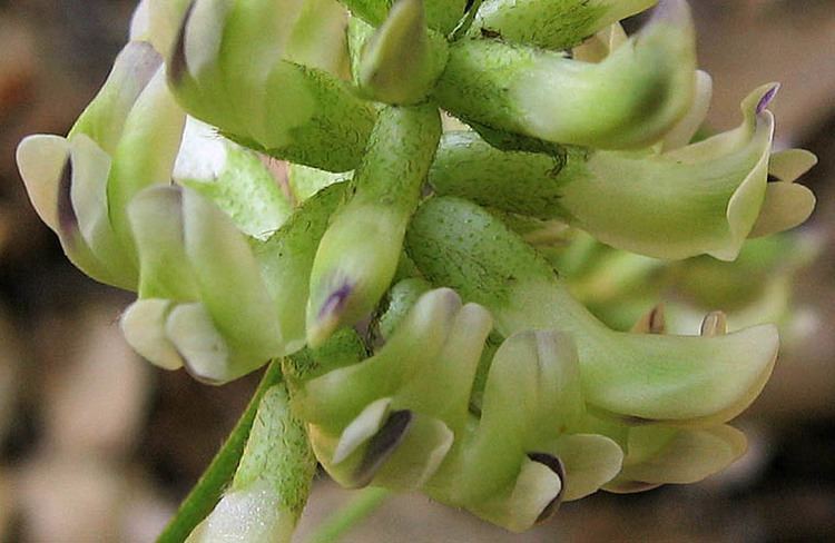 Rupertia - Alchetron, The Free Social Encyclopedia