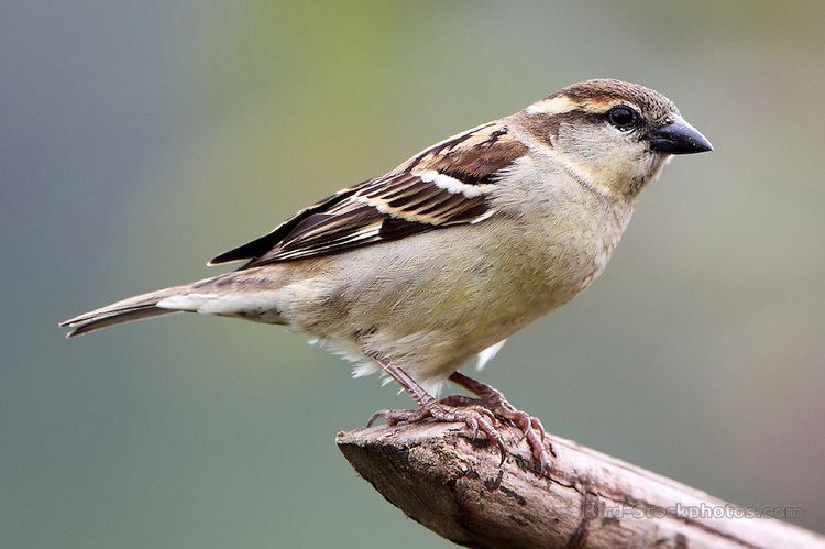 Russet sparrow - Alchetron, The Free Social Encyclopedia