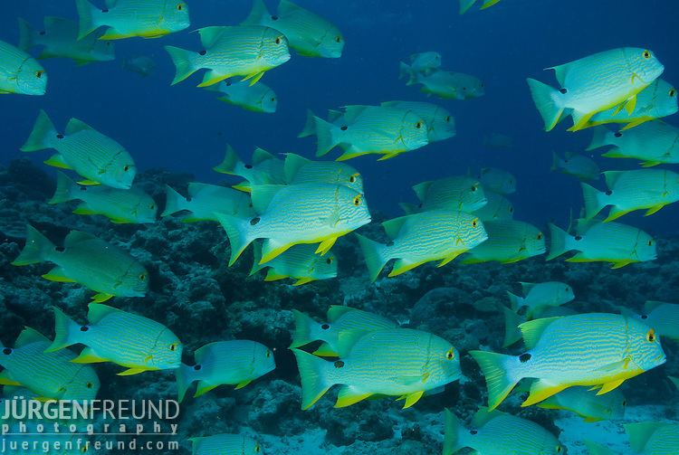 Sailfin snapper - Alchetron, The Free Social Encyclopedia