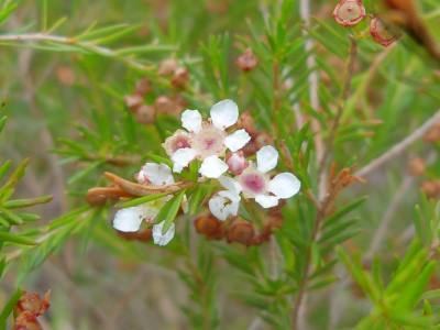 Sannantha - Alchetron, The Free Social Encyclopedia