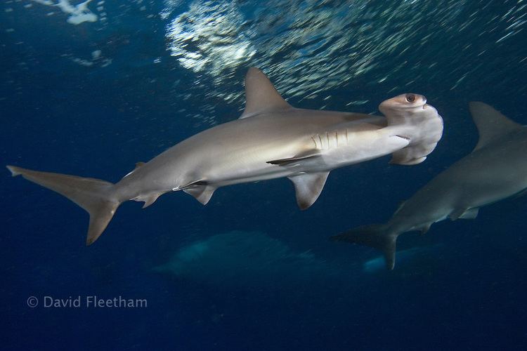 Scalloped hammerhead - Alchetron, The Free Social Encyclopedia