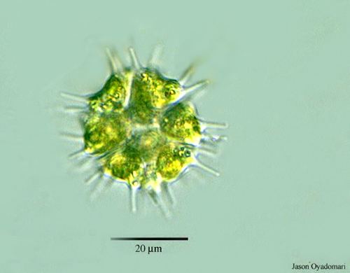 Sorastrum - Alchetron, The Free Social Encyclopedia