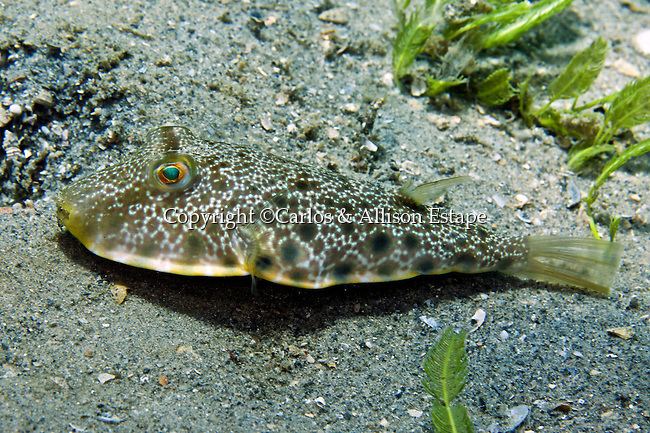 Southern Puffer
