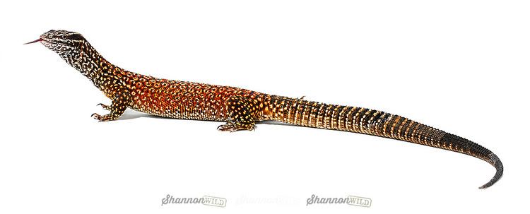 Spiny tailed monitor - Alchetron, The Free Social Encyclopedia