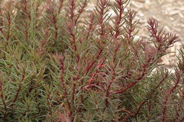 Suaeda australis - Alchetron, The Free Social Encyclopedia