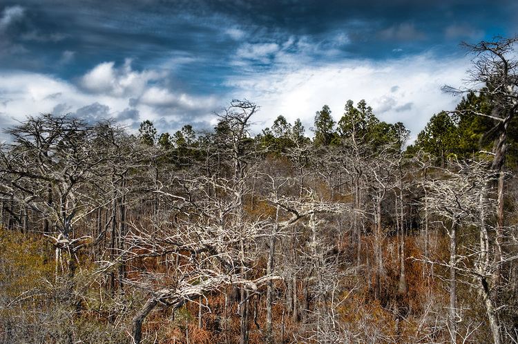 Tate's Hell State Forest - Alchetron, the free social encyclopedia