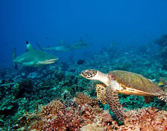 Turtle and Shark - Alchetron, The Free Social Encyclopedia