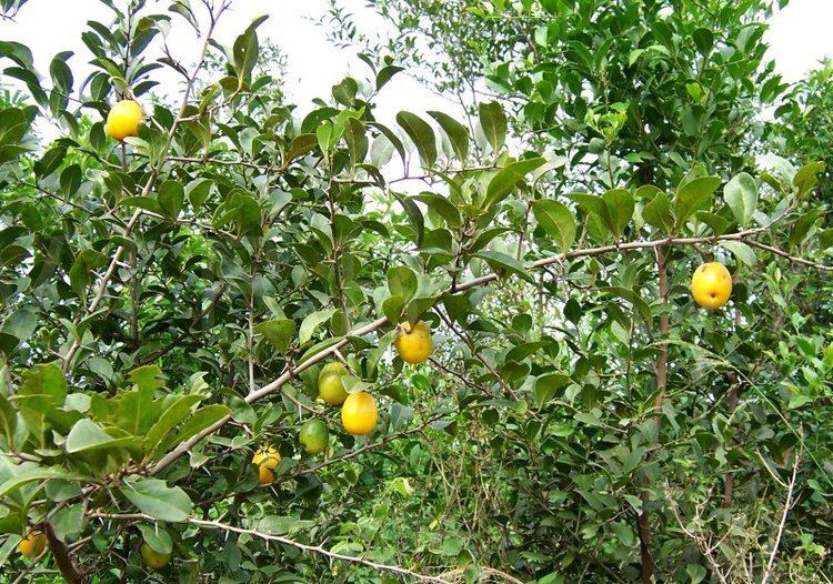 Ximenia Americana Alchetron The Free Social Encyclopedia Ximenia Americana Alchetron The Free Social Encyclopedia