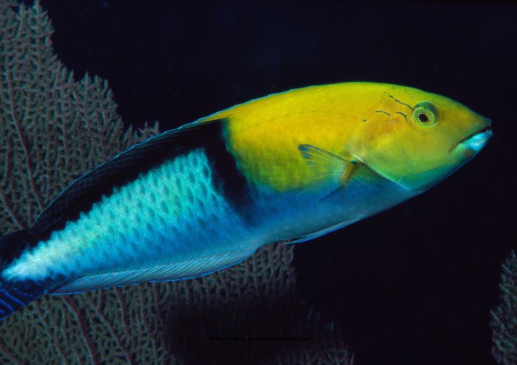 Yellowhead wrasse - Alchetron, The Free Social Encyclopedia