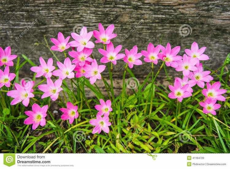 Zephyranthes rosea - Alchetron, The Free Social Encyclopedia