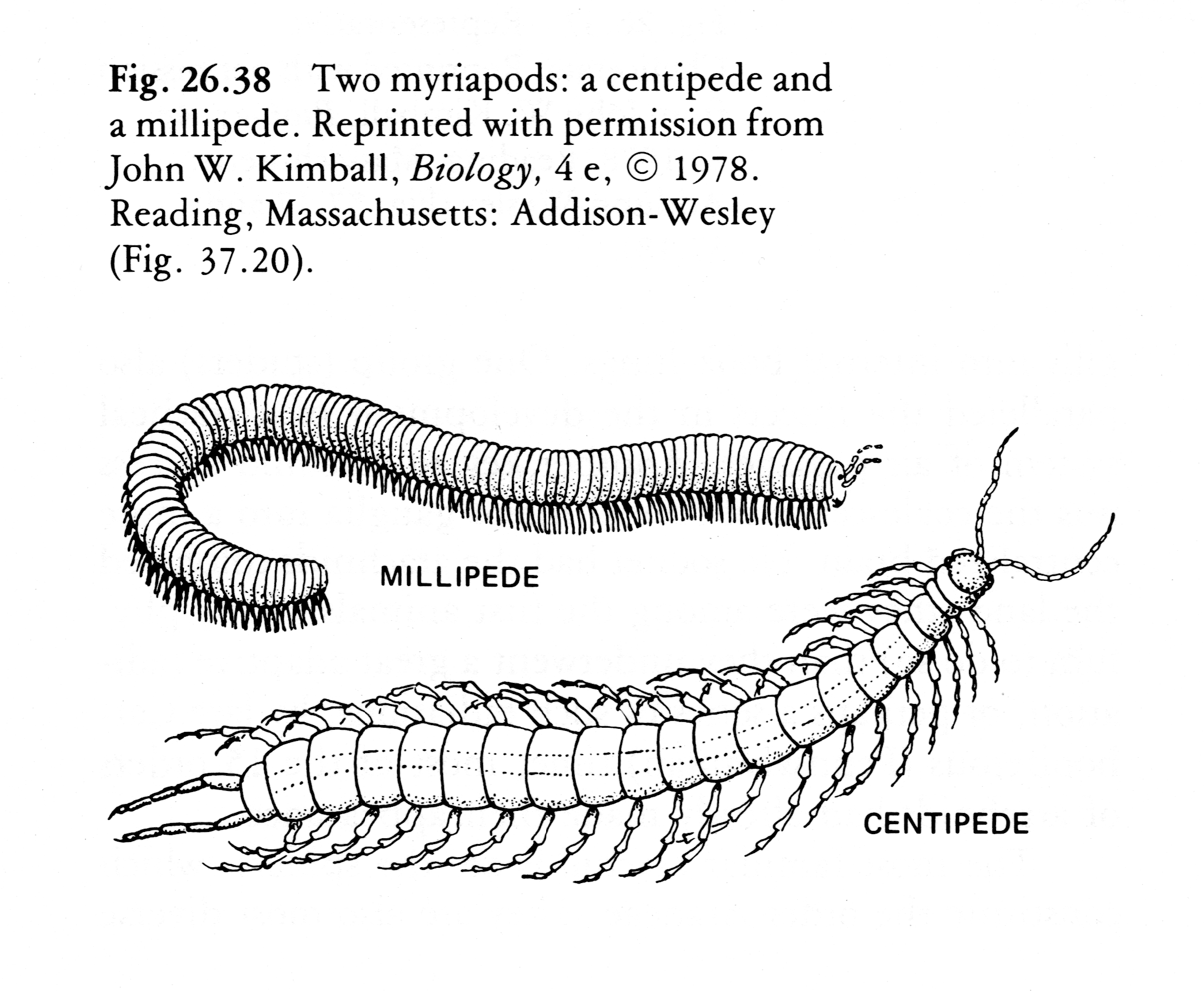 Uniramia - Alchetron, The Free Social Encyclopedia