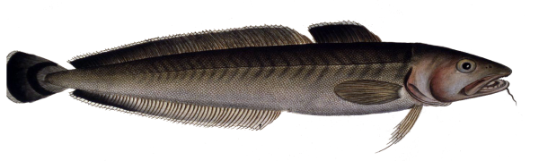 Common ling - Alchetron, The Free Social Encyclopedia