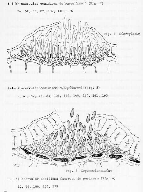 Coelomycetes - Alchetron, The Free Social Encyclopedia
