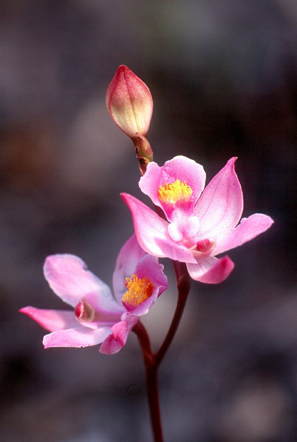 Calopogon multiflorus - Alchetron, The Free Social Encyclopedia