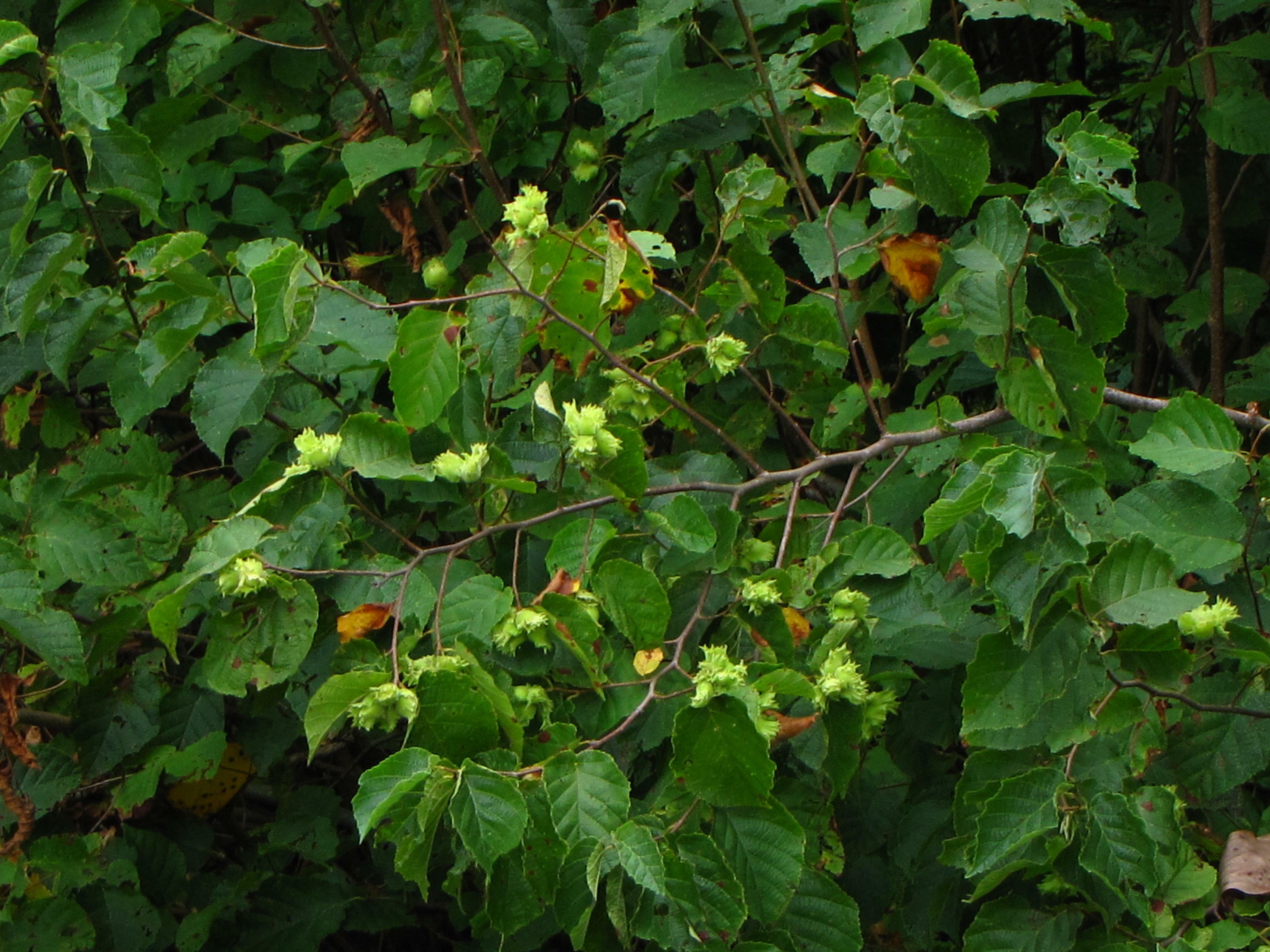 Corylus americana - Alchetron, The Free Social Encyclopedia
