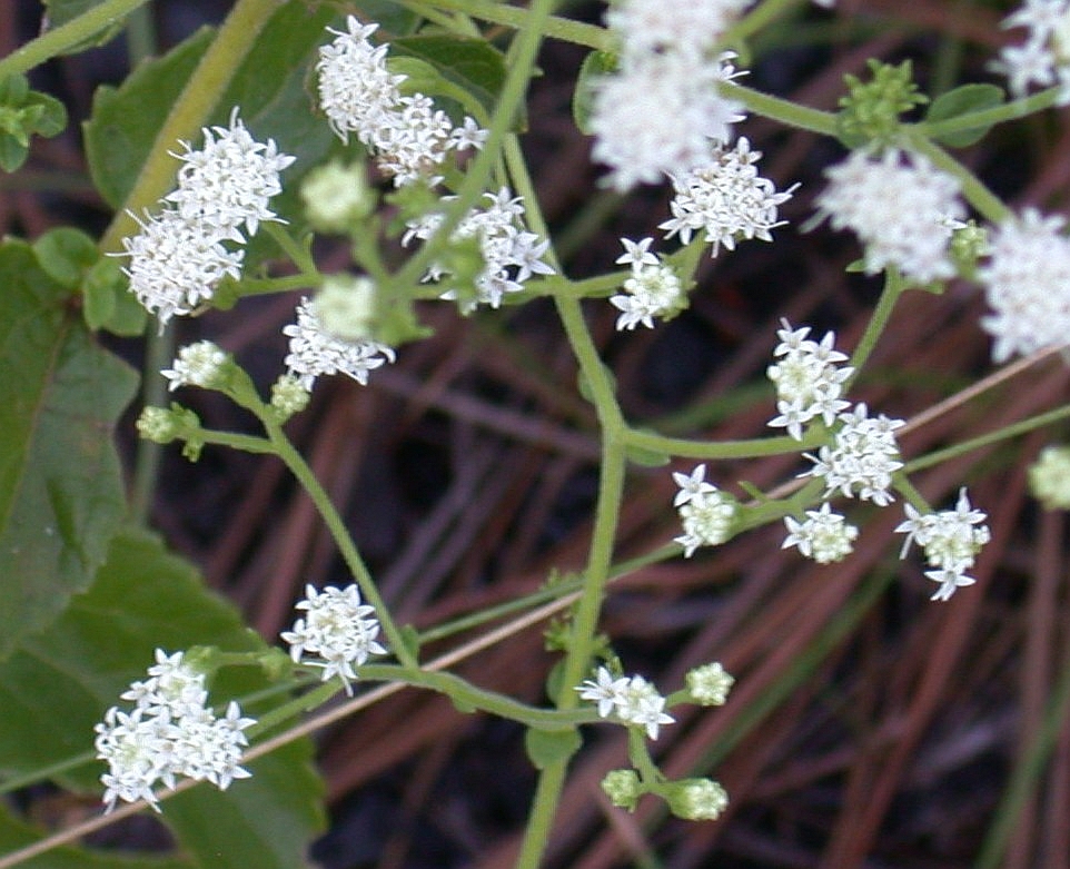 Eupatorium album - Alchetron, The Free Social Encyclopedia