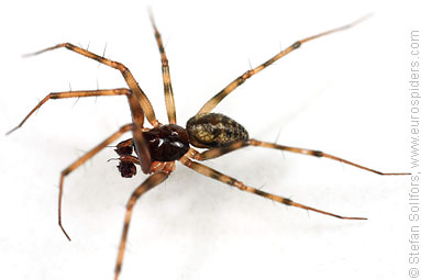 Lepthyphantes - Alchetron, The Free Social Encyclopedia