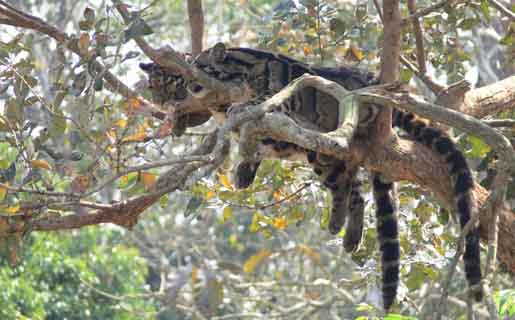 Mahananda Wildlife Sanctuary - Alchetron, the free social encyclopedia